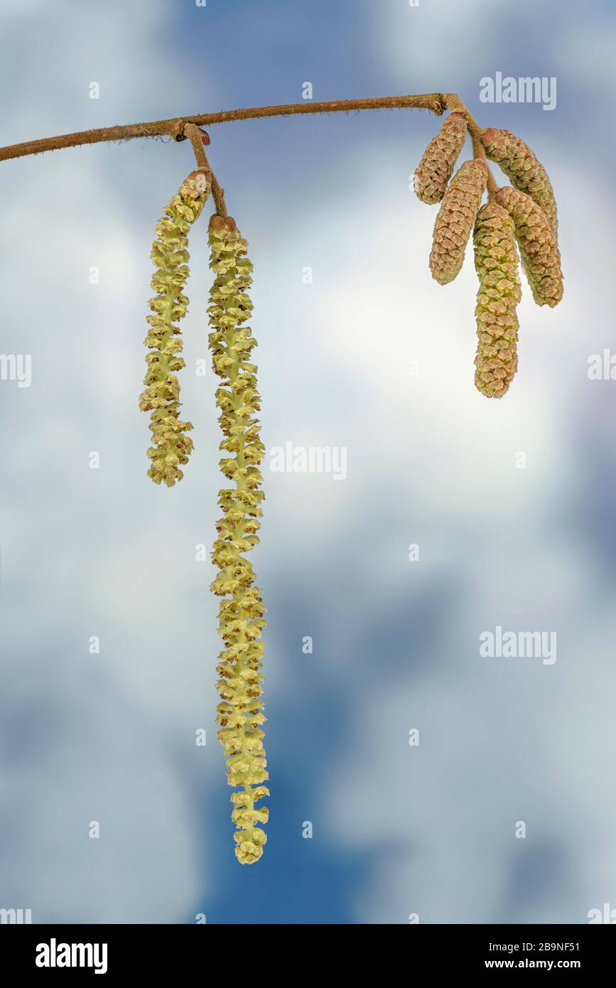 Male hazel flowers hi-res stock photography and images - Alamy