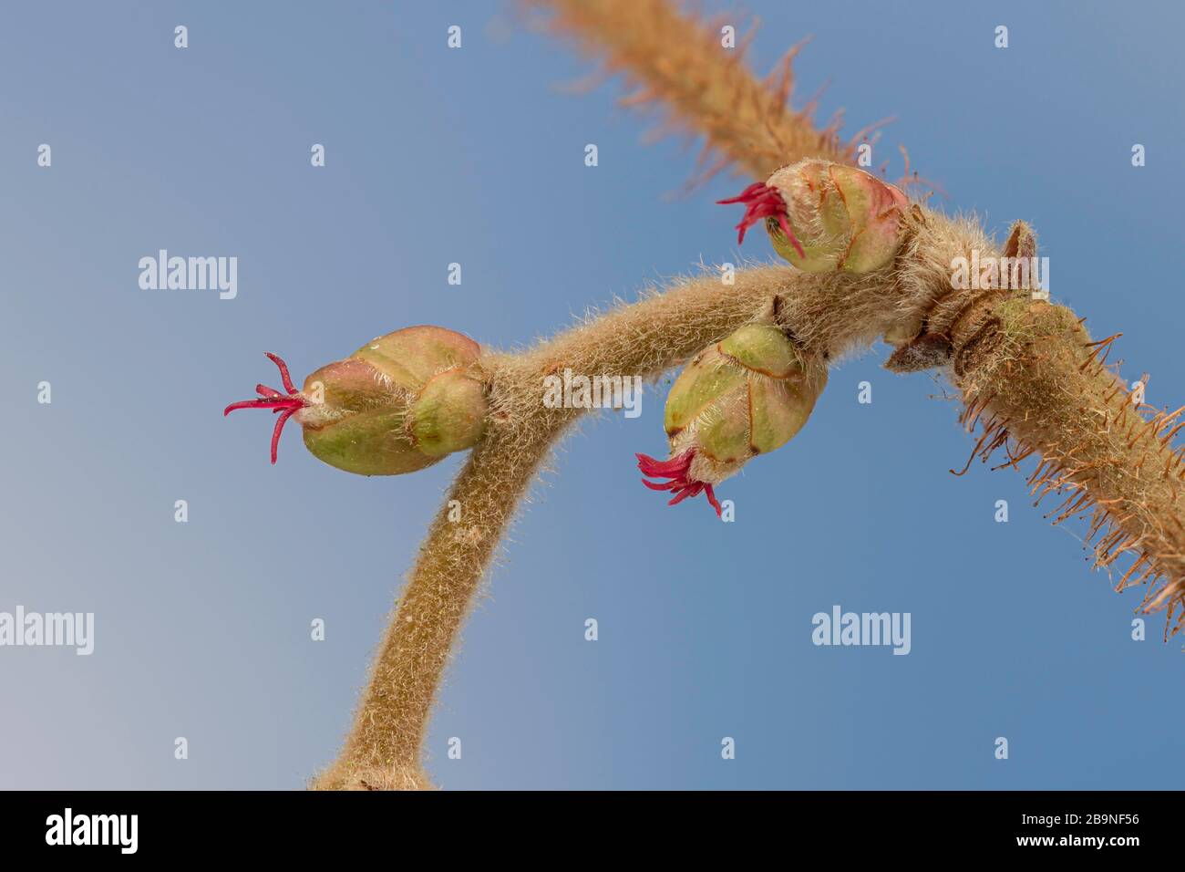Female flower of the common hazel (Corylus avellana), Germany Stock ...