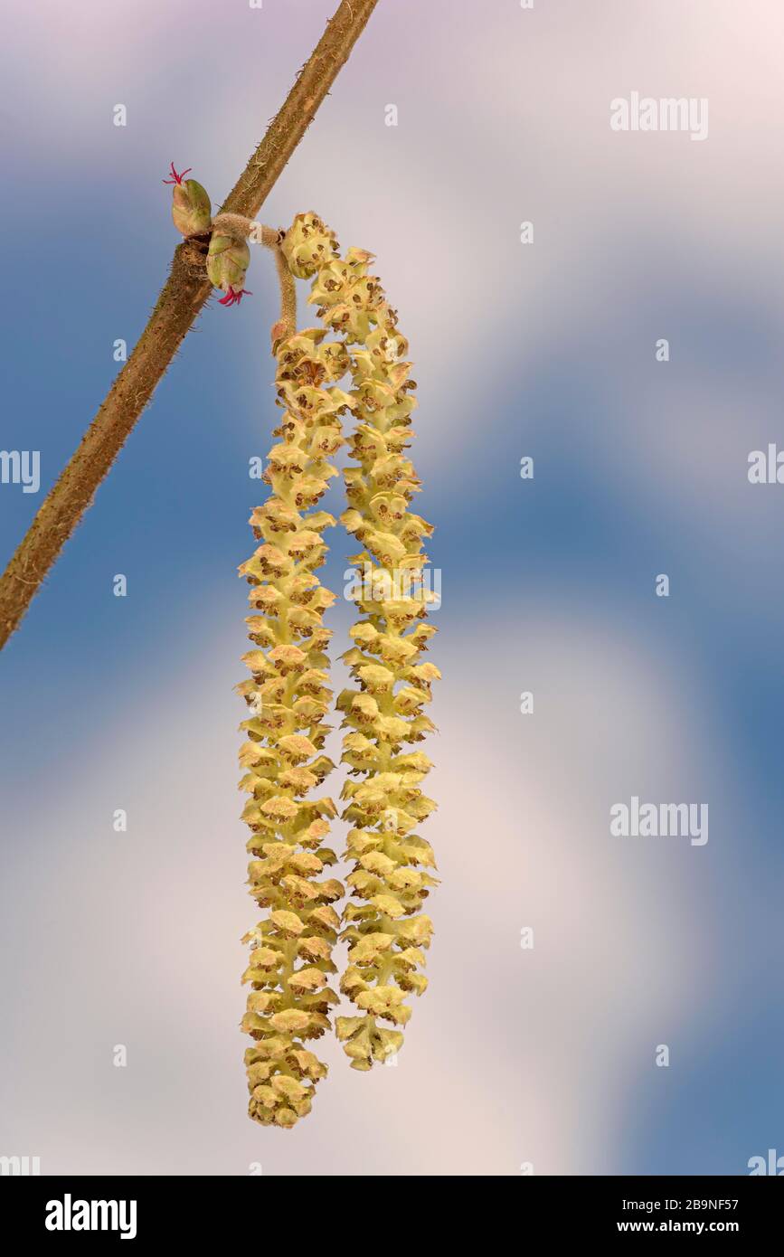 Male and female flowers of the common hazel (Corylus avellana), Germany ...