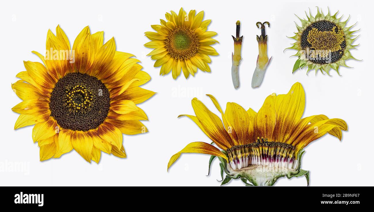 Common sunflower, flower, tubular flower, seed state, picture panel ...