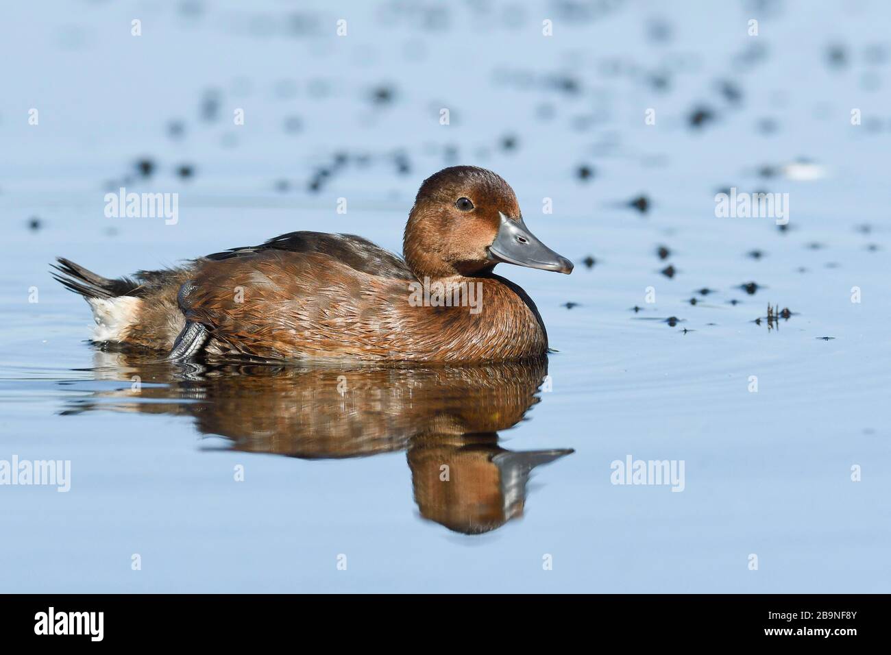 Romanian duck danube delta hi-res stock photography and images - Alamy