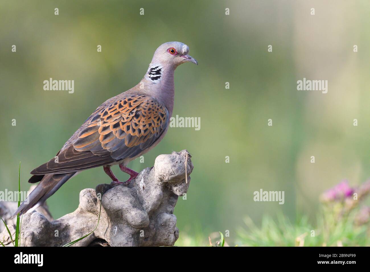 Turtle dove (Streptopelia turtur) on tree stump, Danube Delta, Romania ...