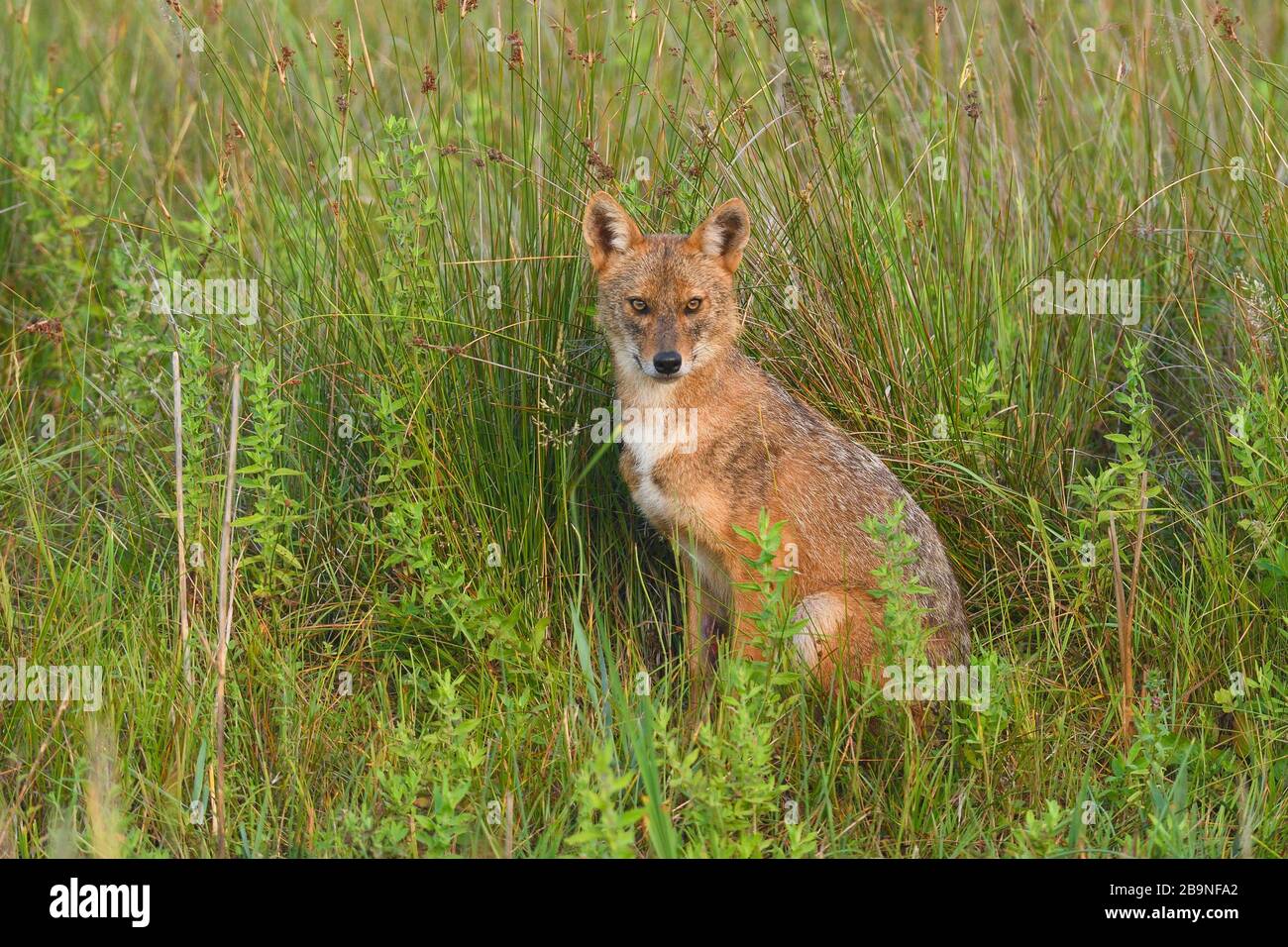Golden jackal canis aureus sitting in the tall grass hi-res stock photography and images - Alamy
