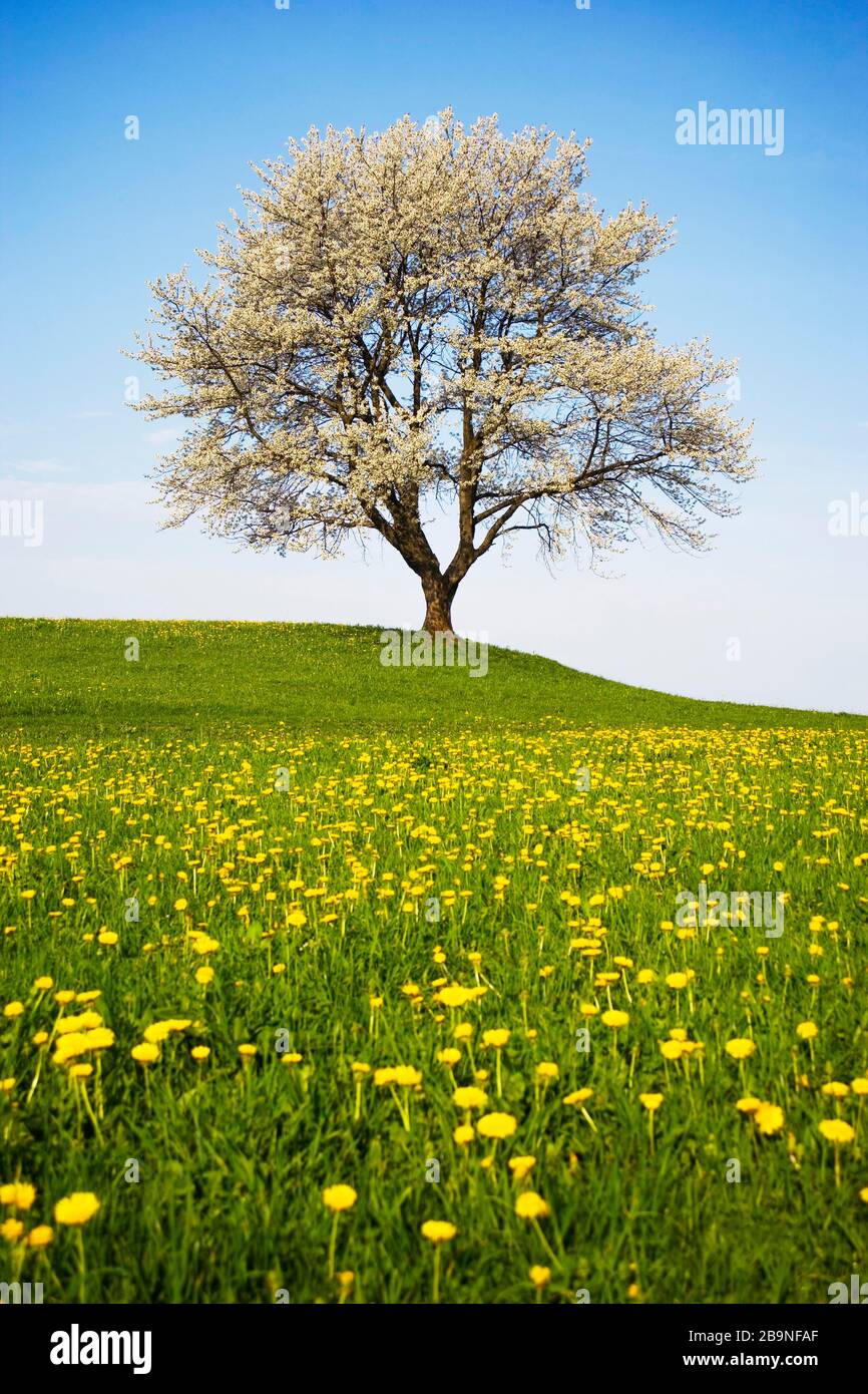 Freestanding flowering fruit tree on dandelion meadow, Upper Austria ...