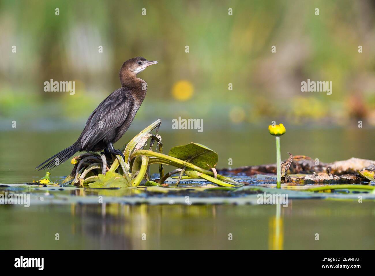 Pygmy Cormorant (Phalacrocorax pygmeus) on aquatic plants, Danube Delta ...