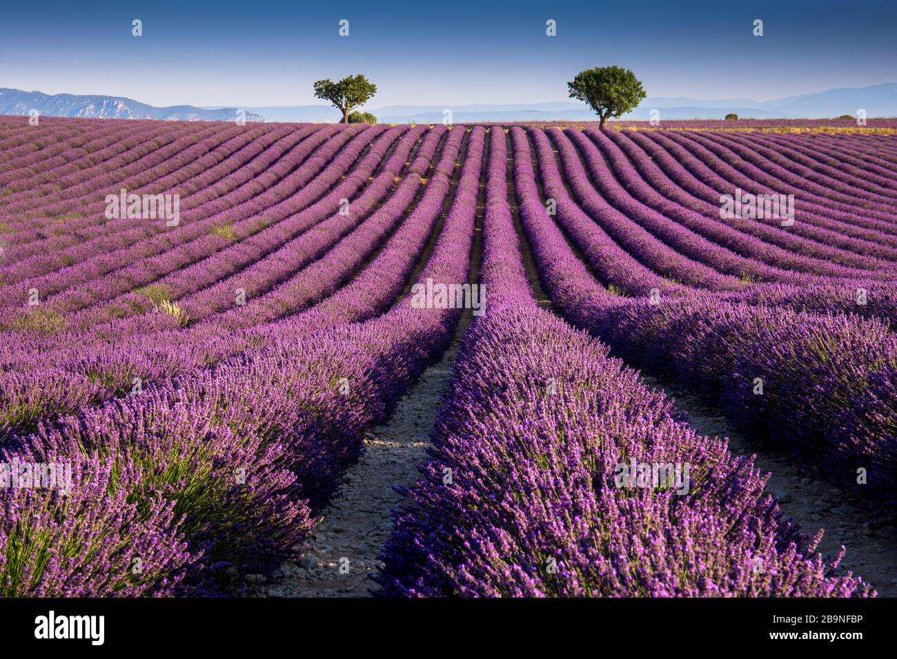 Field of lavanda hi-res stock photography and images - Alamy