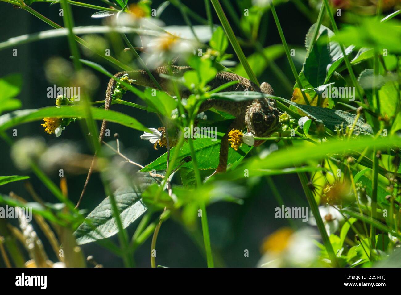 Female or immature male invasive Peters's Rock Agama (Agama picticauda ...