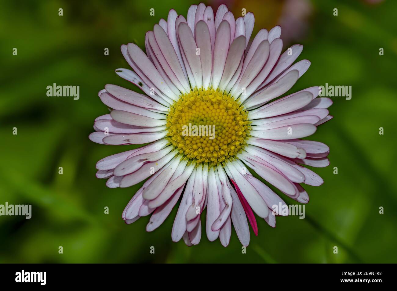 Close up of wild English daisy flower head are composite with white ...