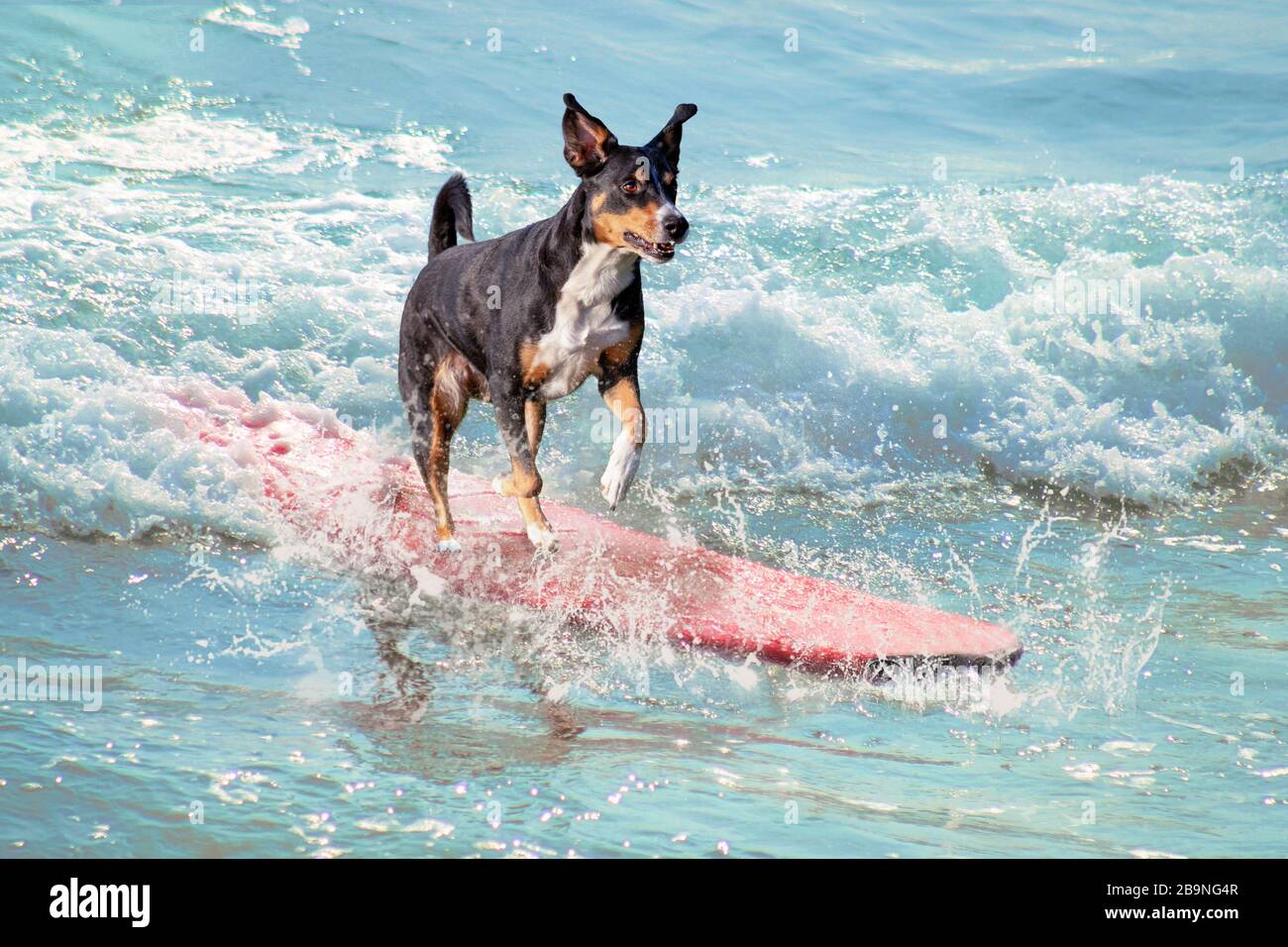 Dog on surfboard hi-res stock photography and images - Alamy