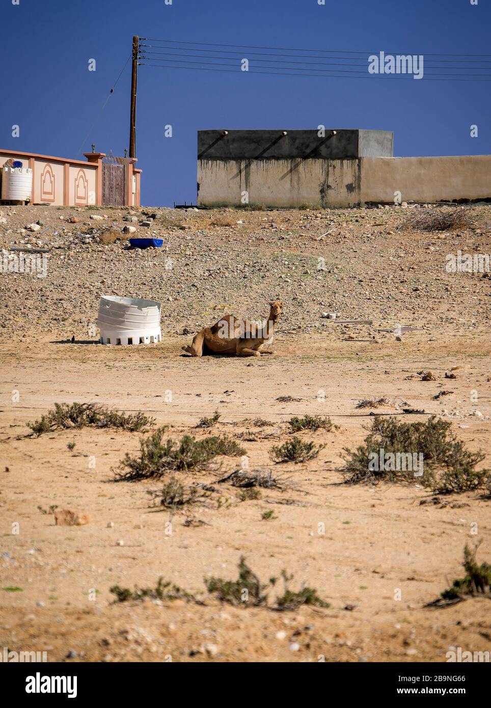 Omani wildlife hi-res stock photography and images - Alamy