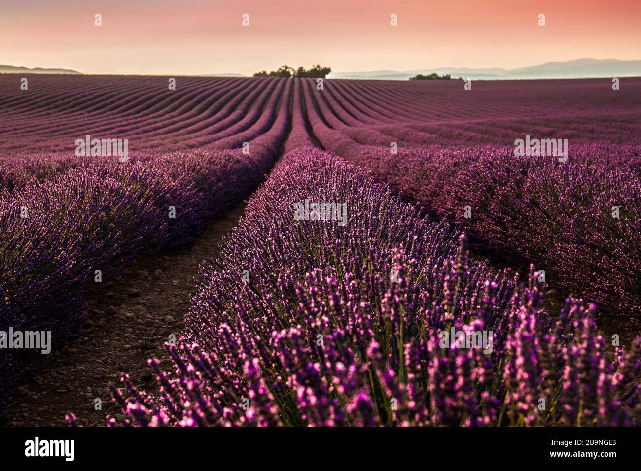 Lavanda lavender hi-res stock photography and images - Alamy