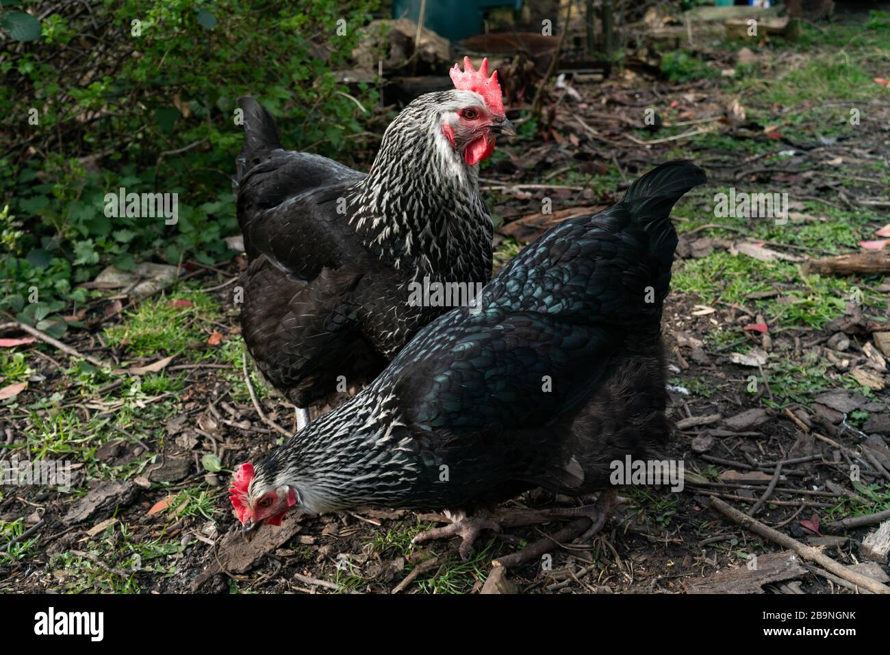 Freerange hens hi-res stock photography and images - Alamy