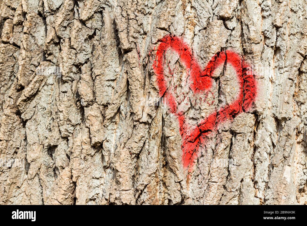 Heart on bark tree hi-res stock photography and images - Alamy