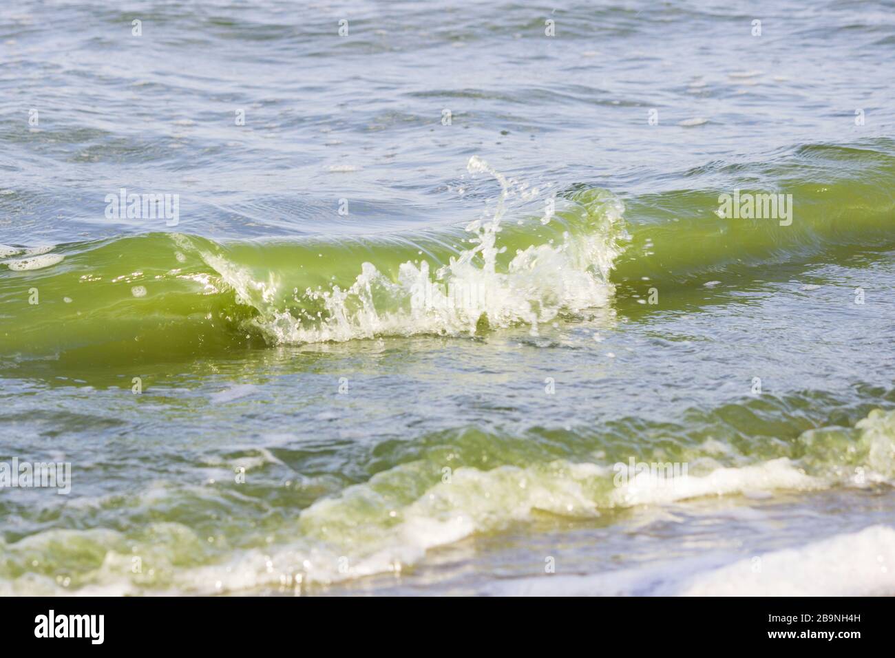 emerald green seawater in the estuary. summer rest Stock Photo - Alamy
