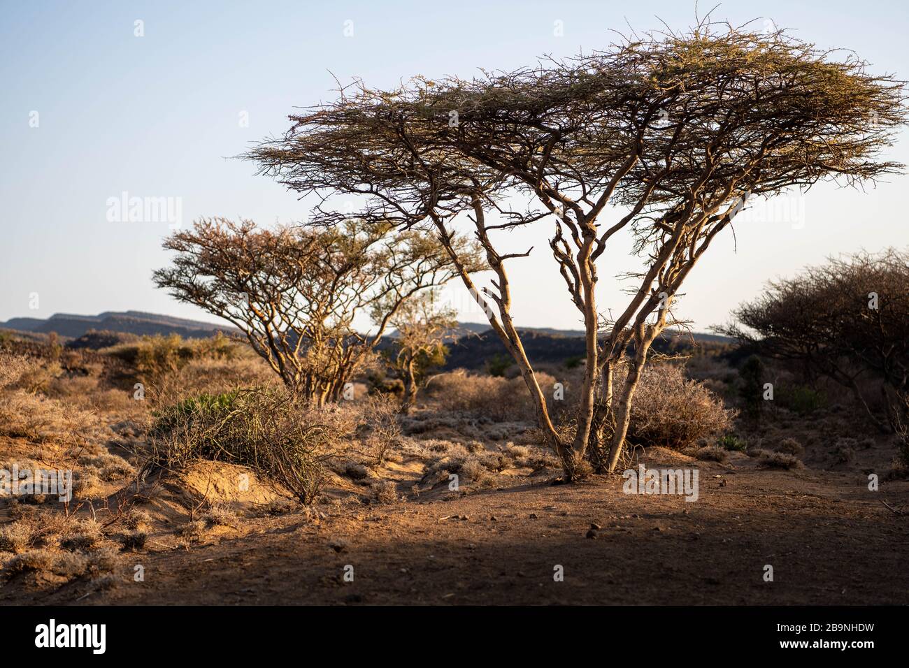 Africa, Djibouti, Abourma. Tree in the desert at sunset Stock Photo - Alamy