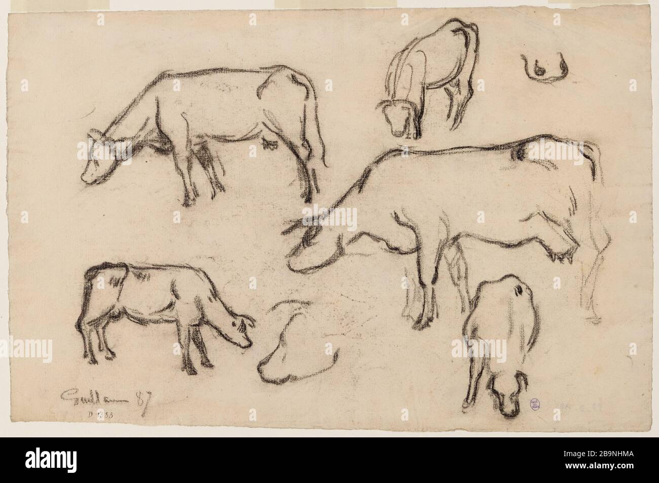 Study of cows Stock Photo - Alamy