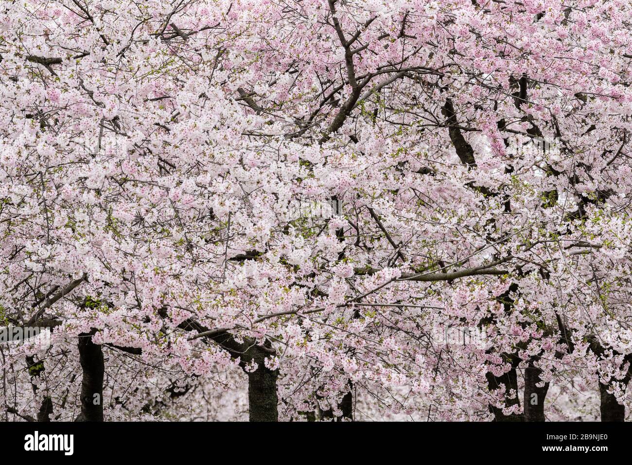 The Washington DC Tidal Basin Cherry Blossom Trees.The Metropolitan ...