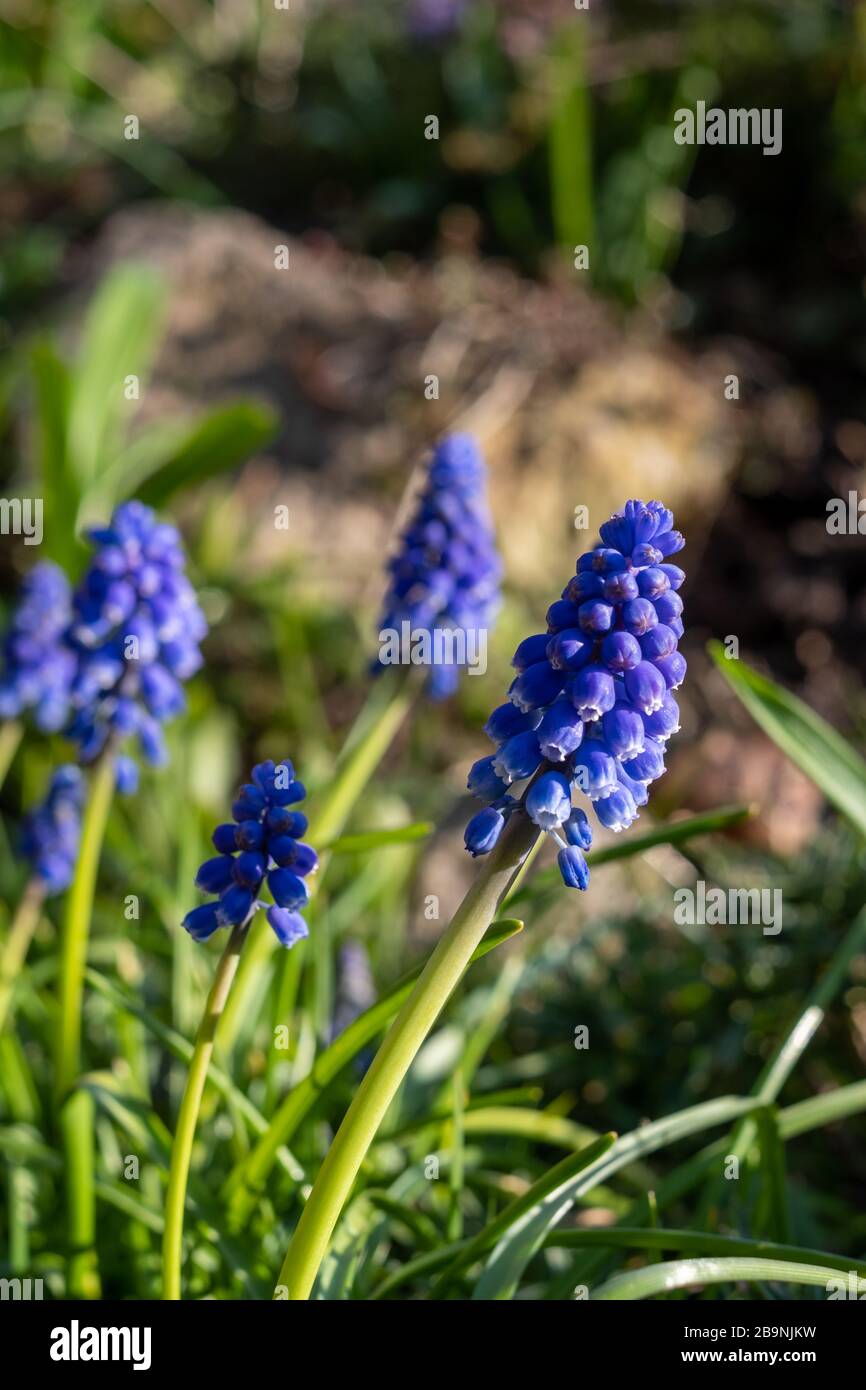 Rock garden photographed in spring with blue grape hyacinth muscari ...