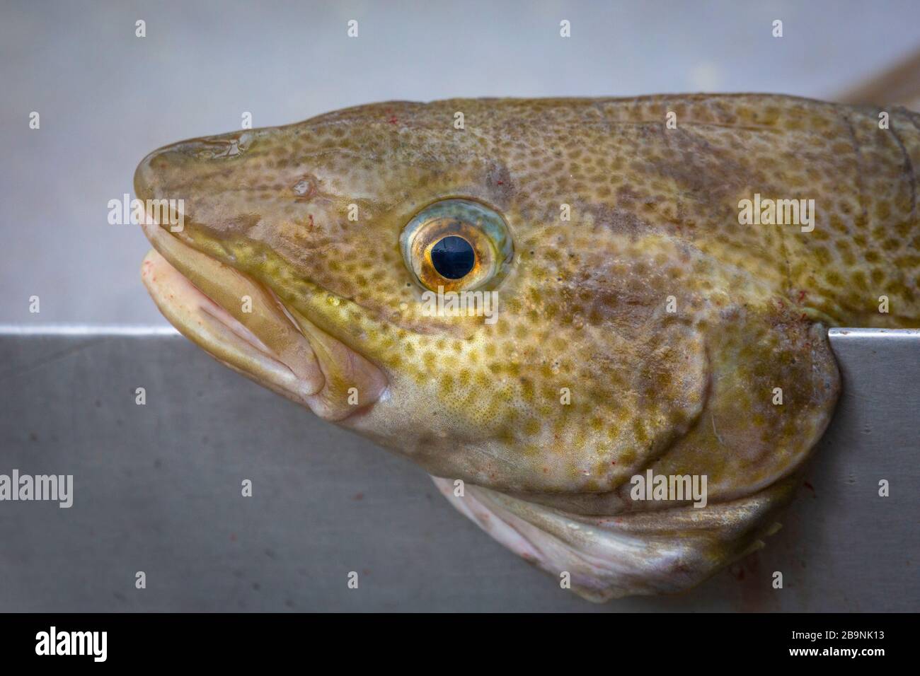 Catch of the day - a cod - very important for Norwegian food Stock ...