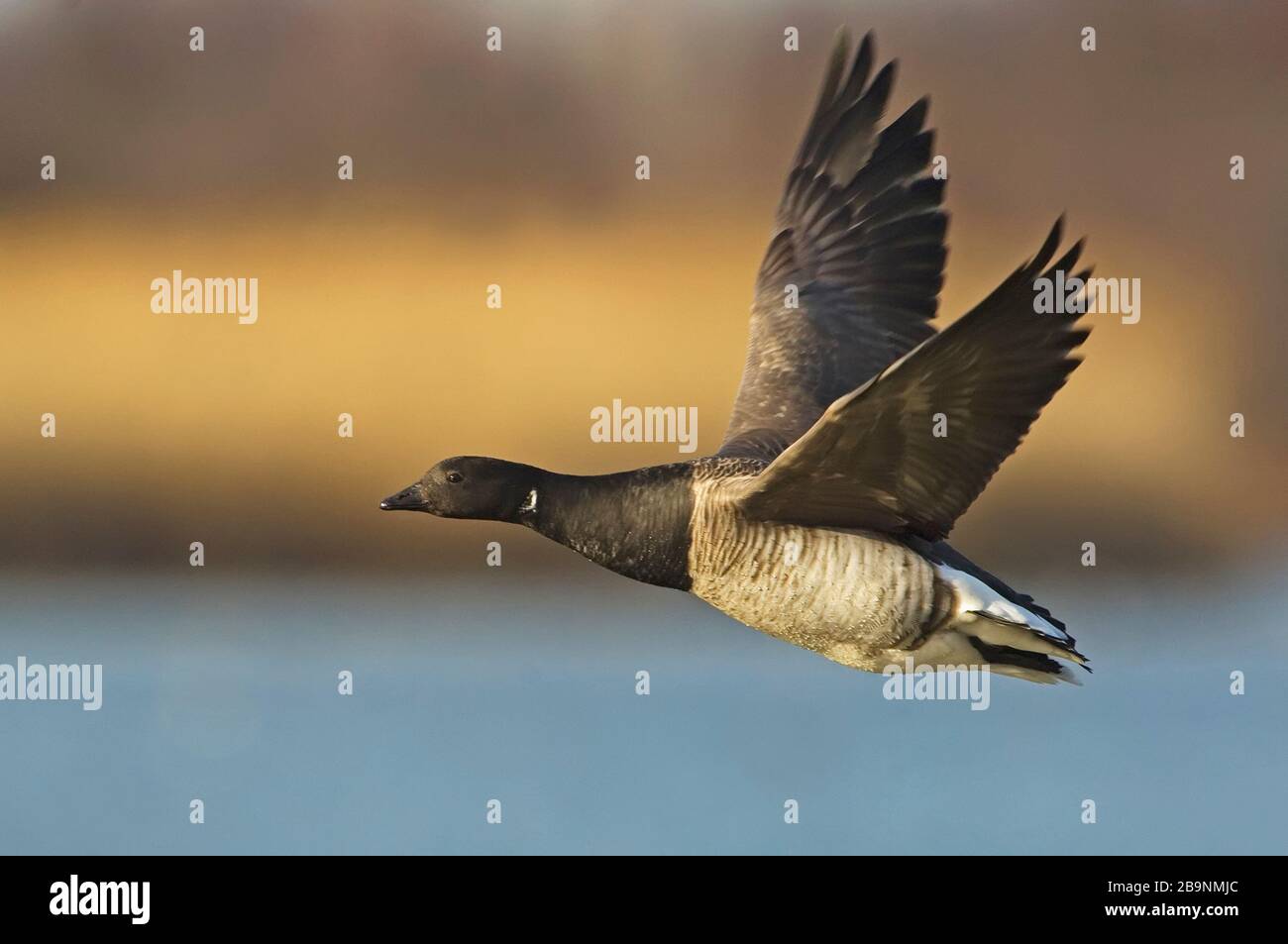 Brent goose in flight hi-res stock photography and images - Alamy