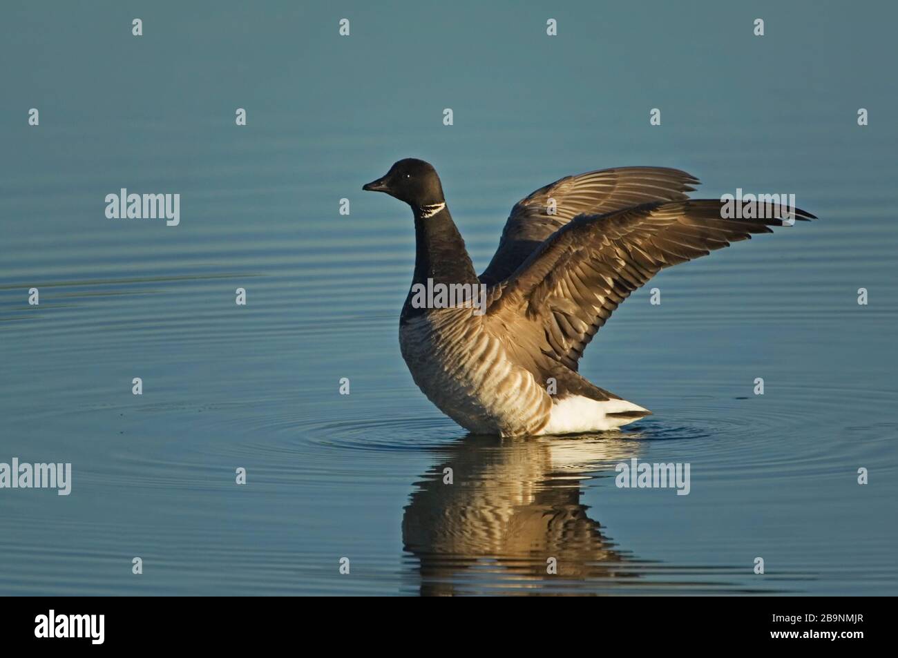 Flying with flapping wings hi-res stock photography and images - Alamy