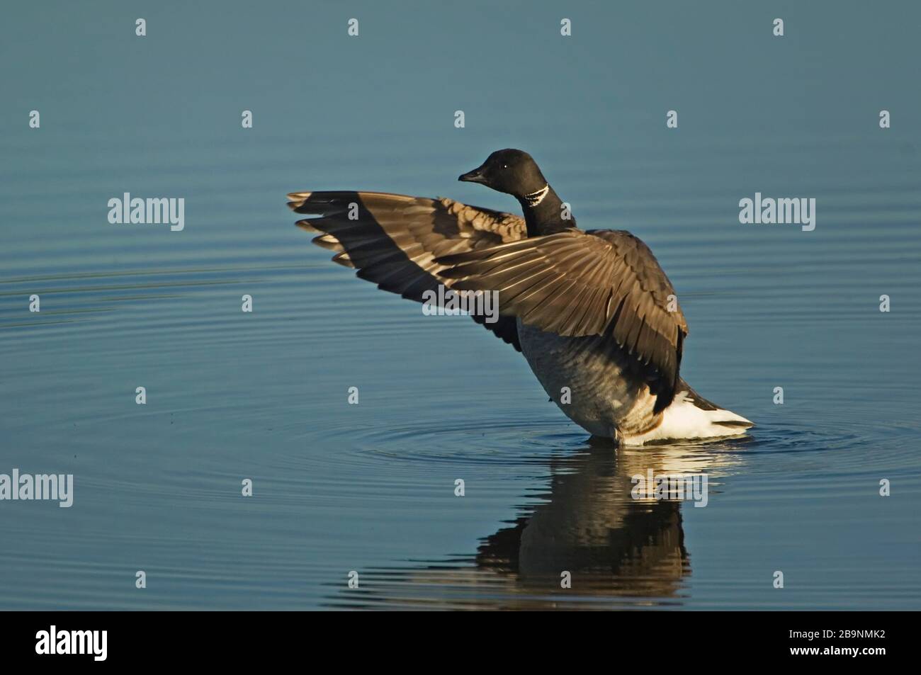 Flying with flapping wings hi-res stock photography and images - Alamy