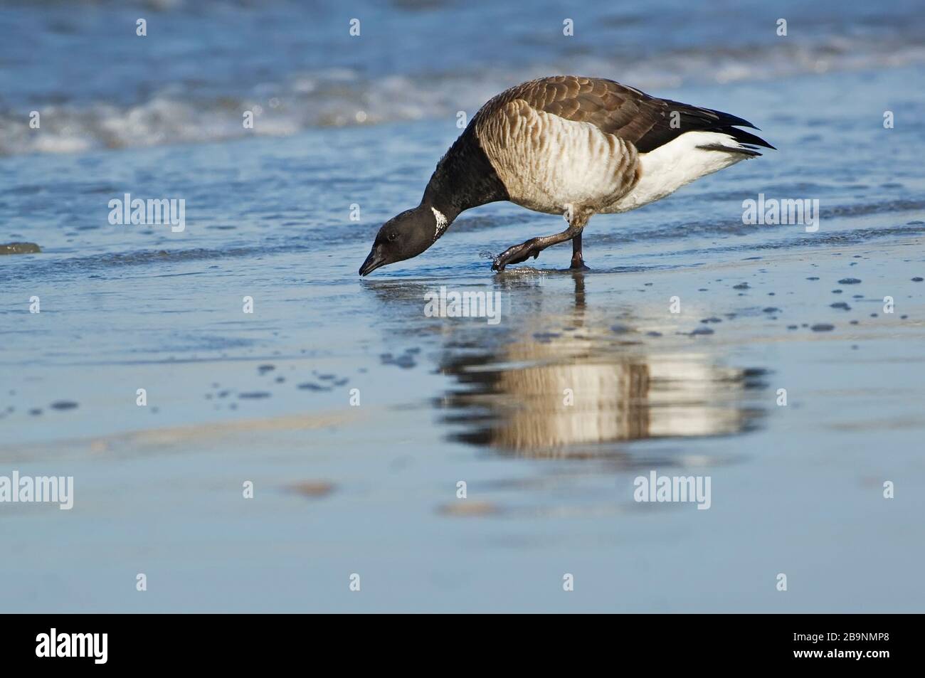 Atlantic brant goose foraging at water's edge Stock Photo - Alamy