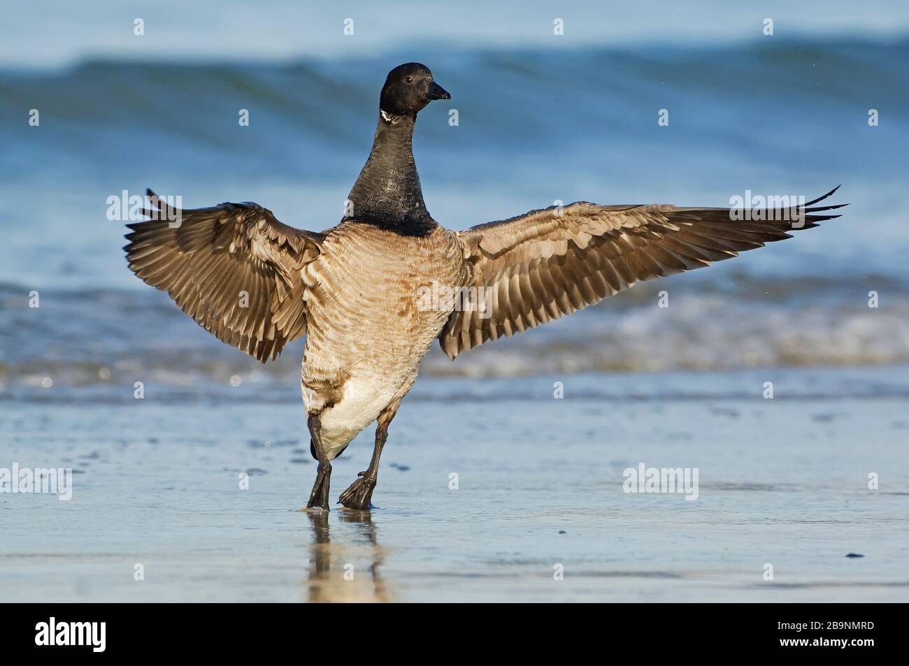 Atlantic goose hi-res stock photography and images - Alamy