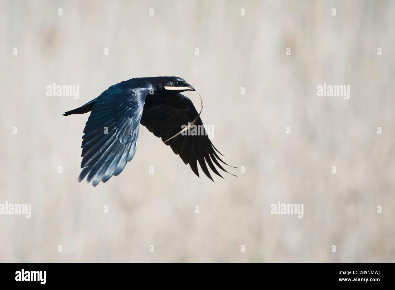 American crow flight with nesting material Stock Photo - Alamy