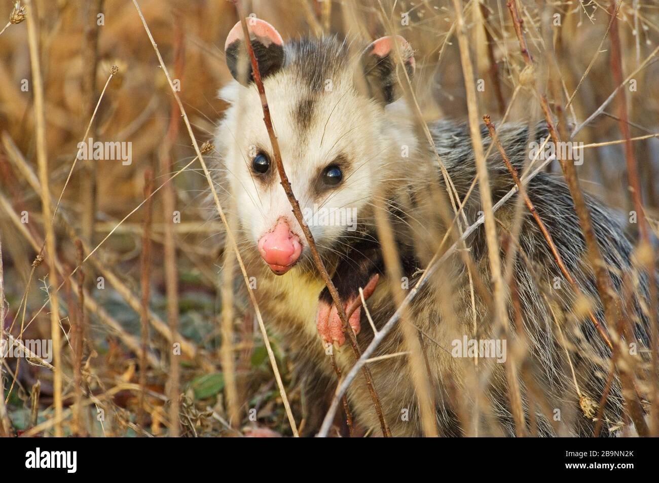 Angry Possum
