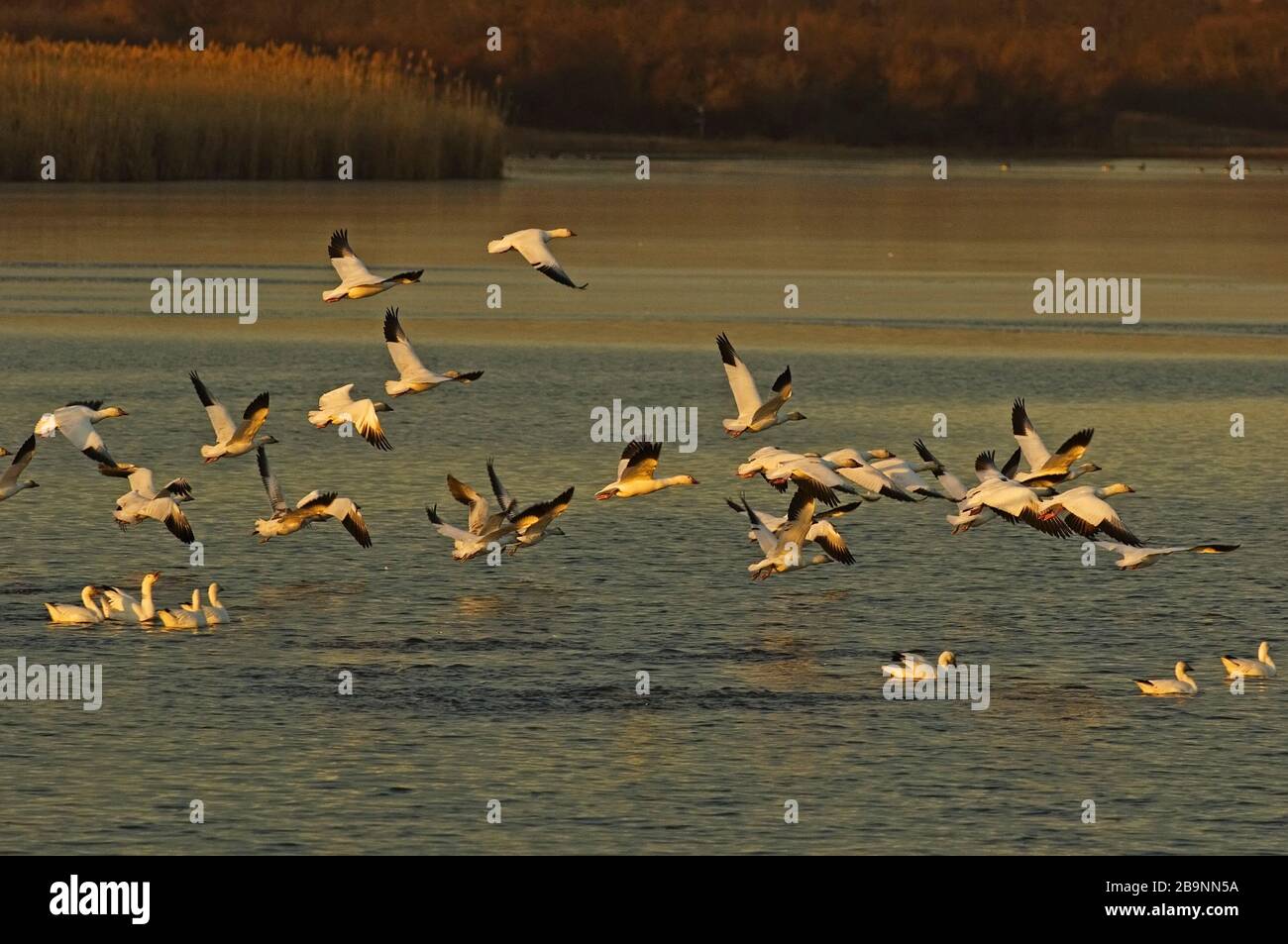 Snow geese flock in flight in wetland habitat Stock Photo - Alamy