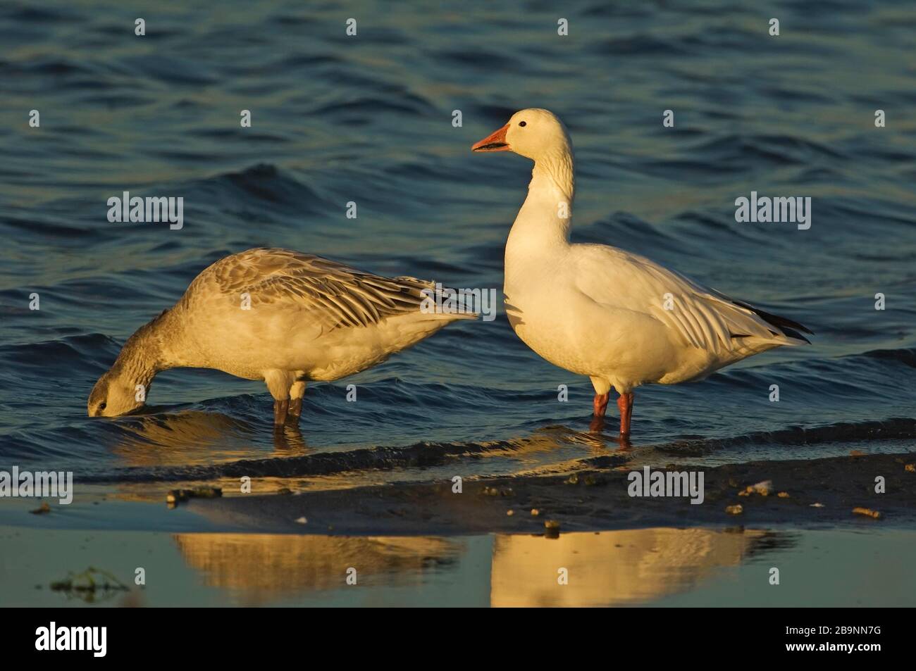 Adult and juvenile snow goose pair Stock Photo - Alamy