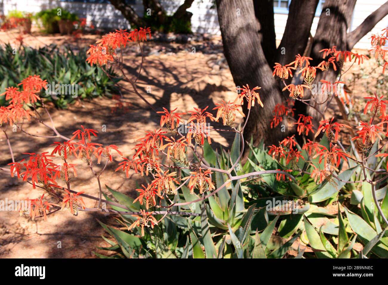 Red flowers on an Aloe Vera plant, a succulent species that thrives in ...