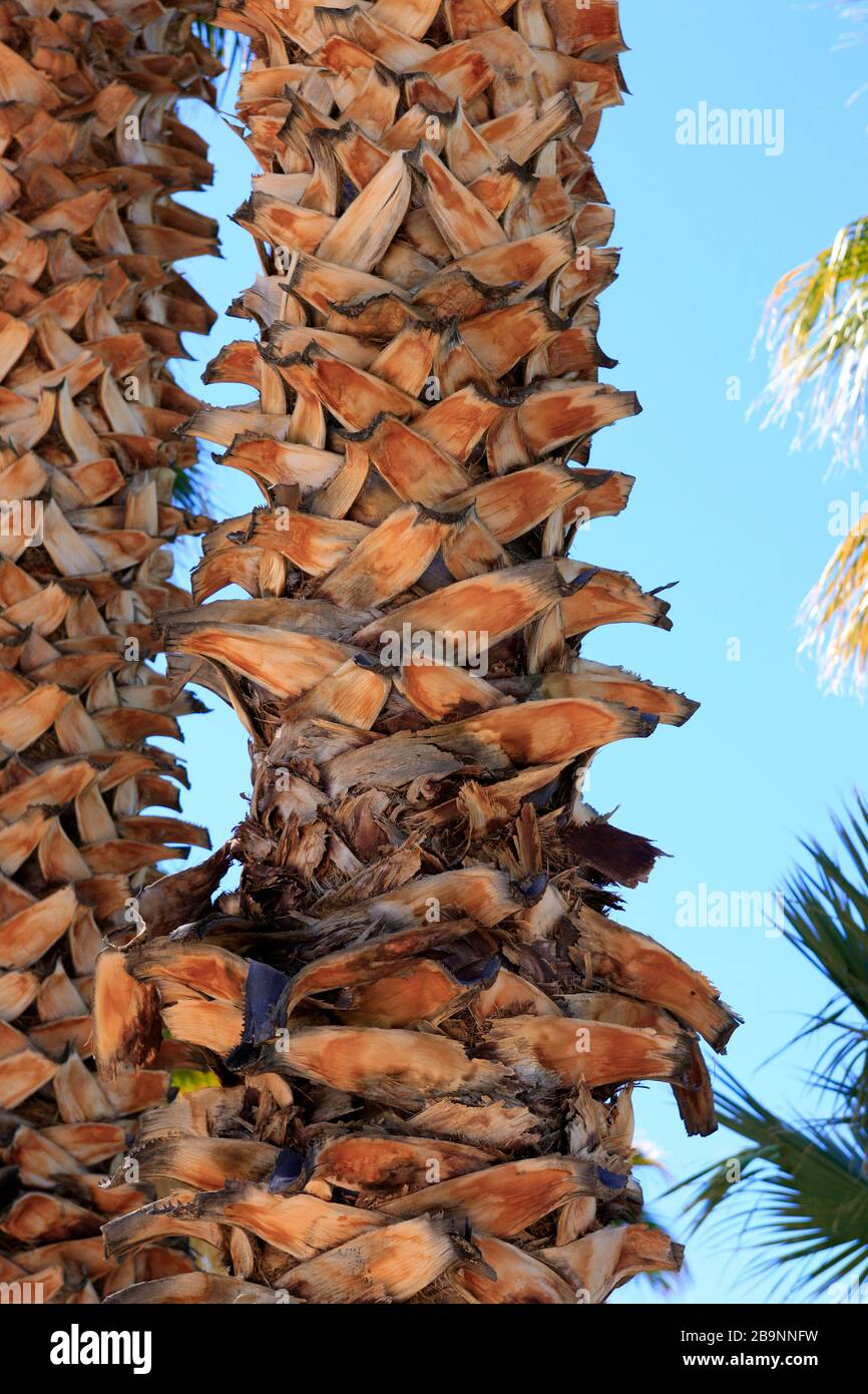 Mexican fan palm tree hi-res stock photography and images - Alamy