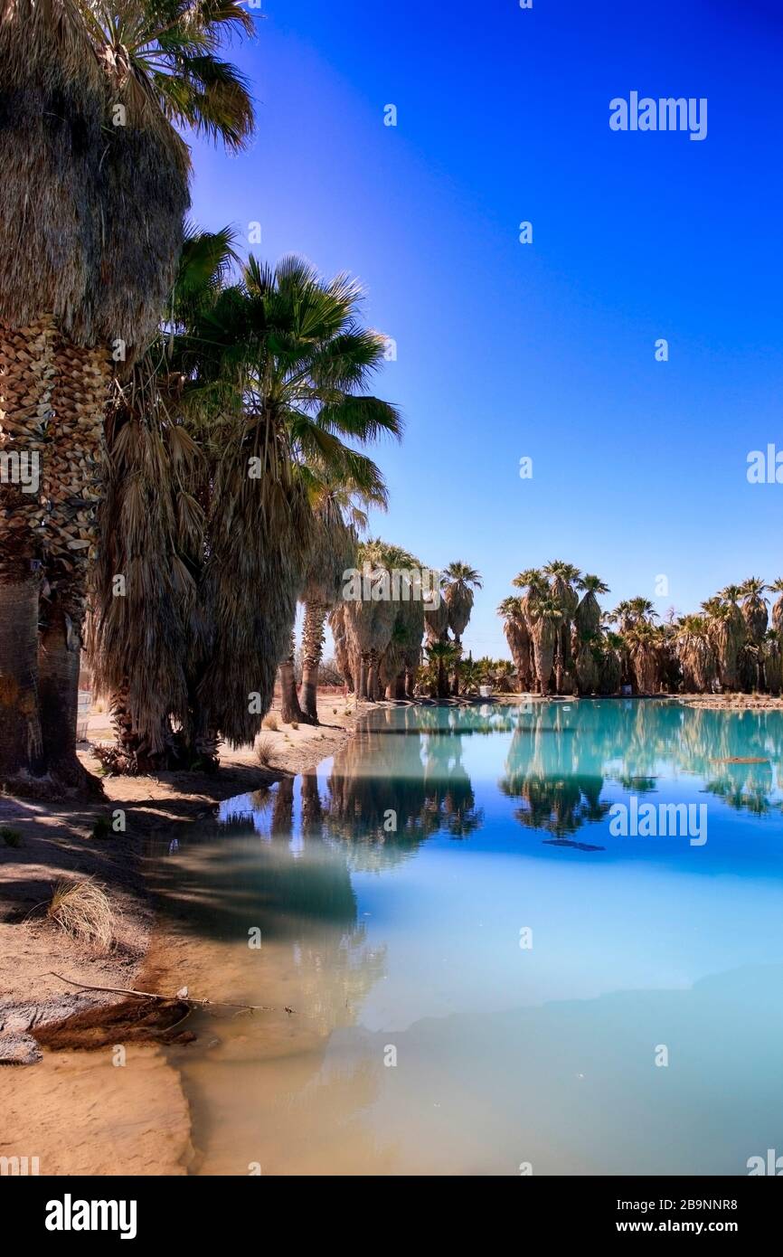 Blue waters and palm trees at Agua Caliente Park, an oasis in the ...