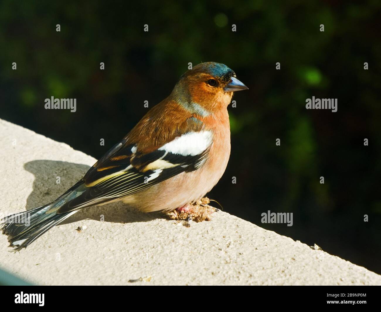 Chaffinch wing hi-res stock photography and images - Alamy