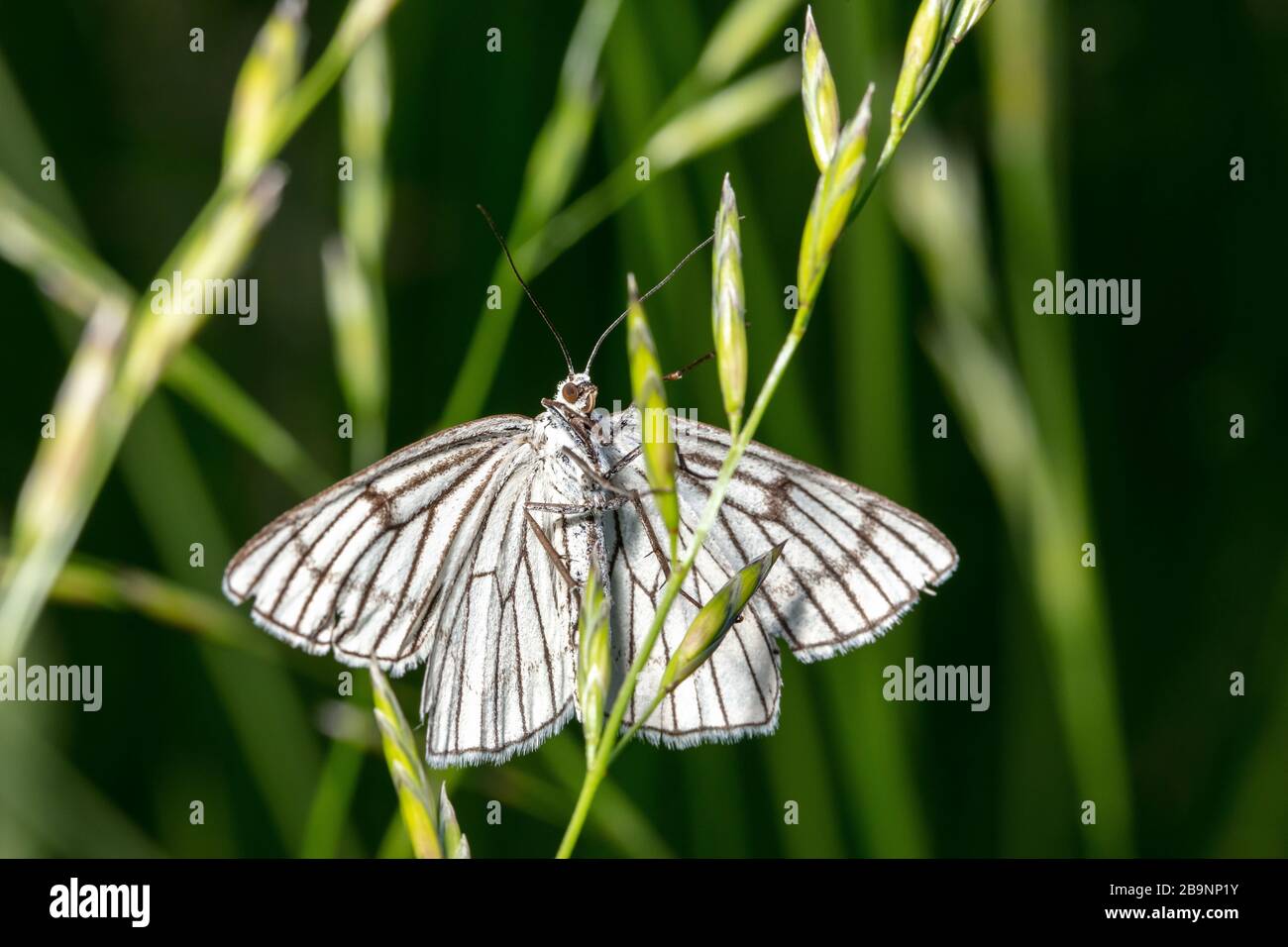 Moth at their natural habitat hi-res stock photography and images - Alamy