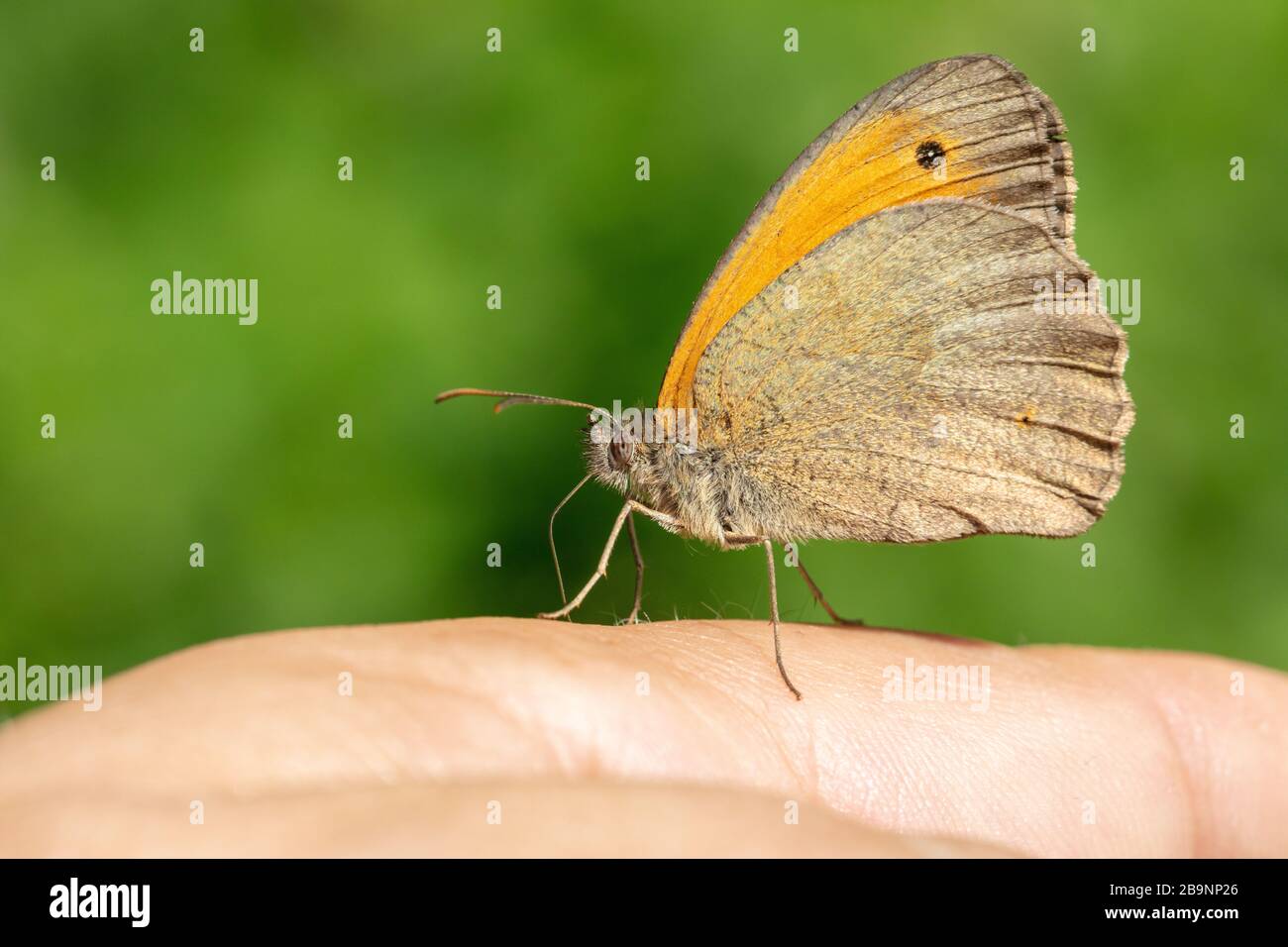 Maniola jurtina butterfly hi-res stock photography and images - Alamy