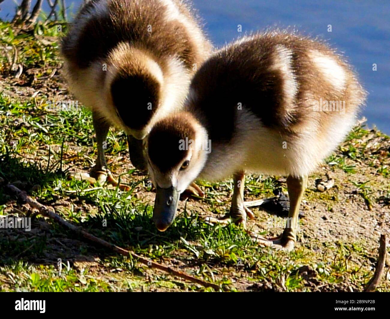 Gosling kids hi-res stock photography and images - Alamy