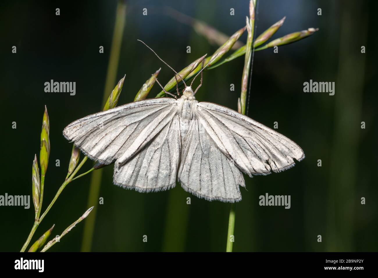 Moth at their natural habitat hi-res stock photography and images - Alamy