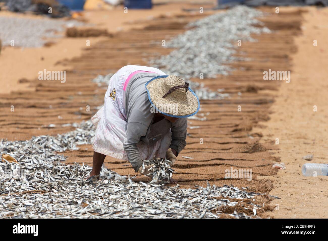 Woman laying out fish to dry on the beach near the Negombo fish market ...