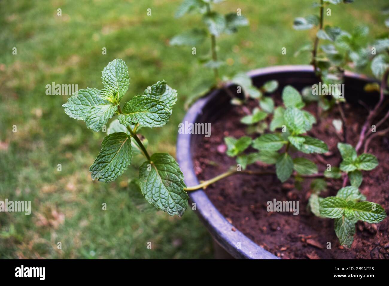 Culinary herb peppermint Pudina growing in plant, Kitchen gardening ...