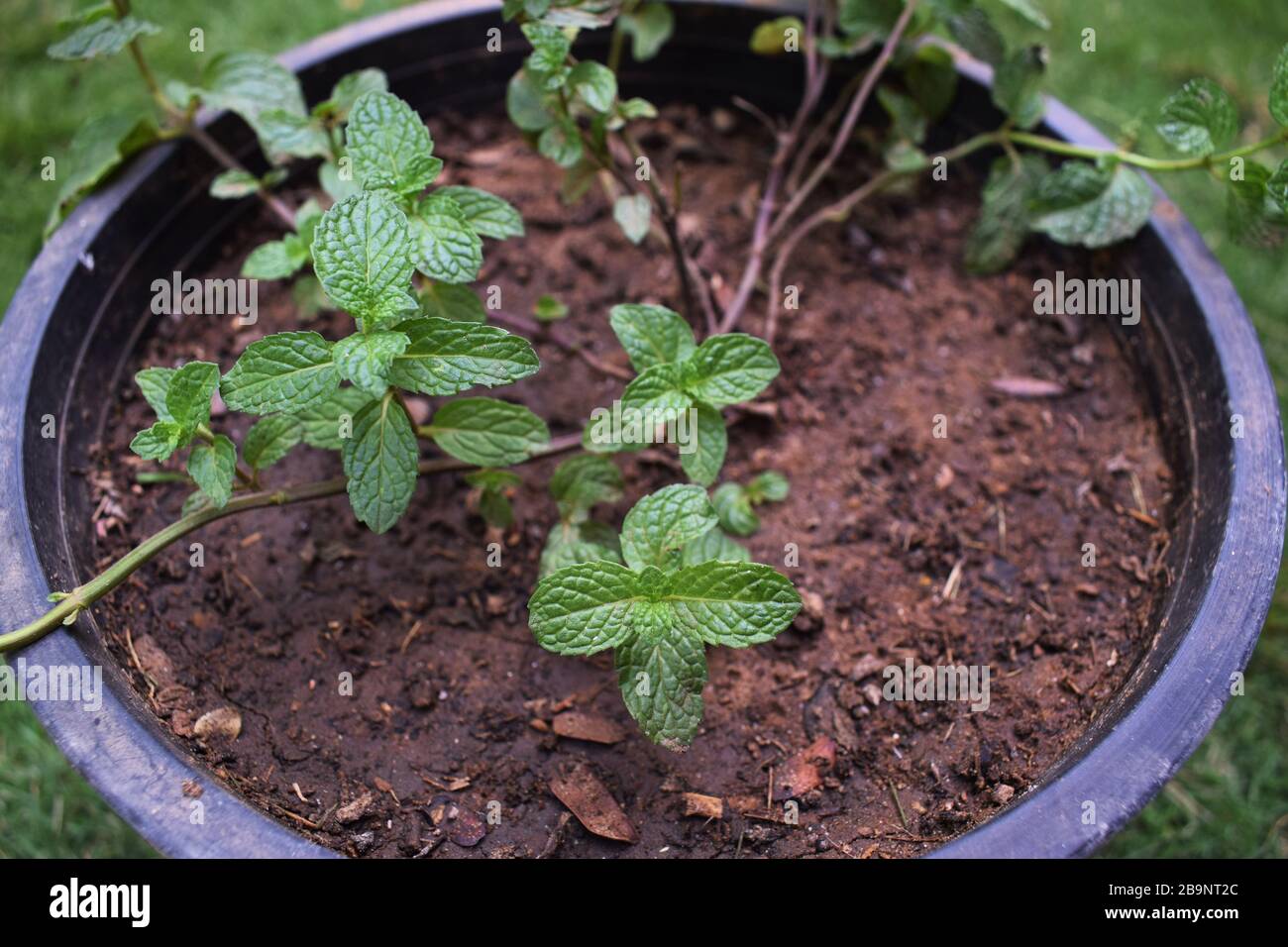 Mint leaves or Mentha plant growing branches in pot Oragnic terrace ...