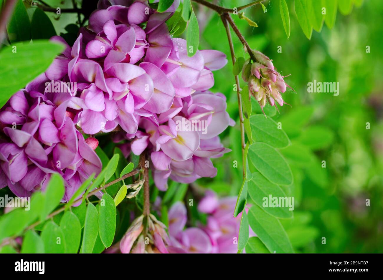 Beautiful Rose Acacia, Robinia pseudoacacia, Blooming in the Spring ...
