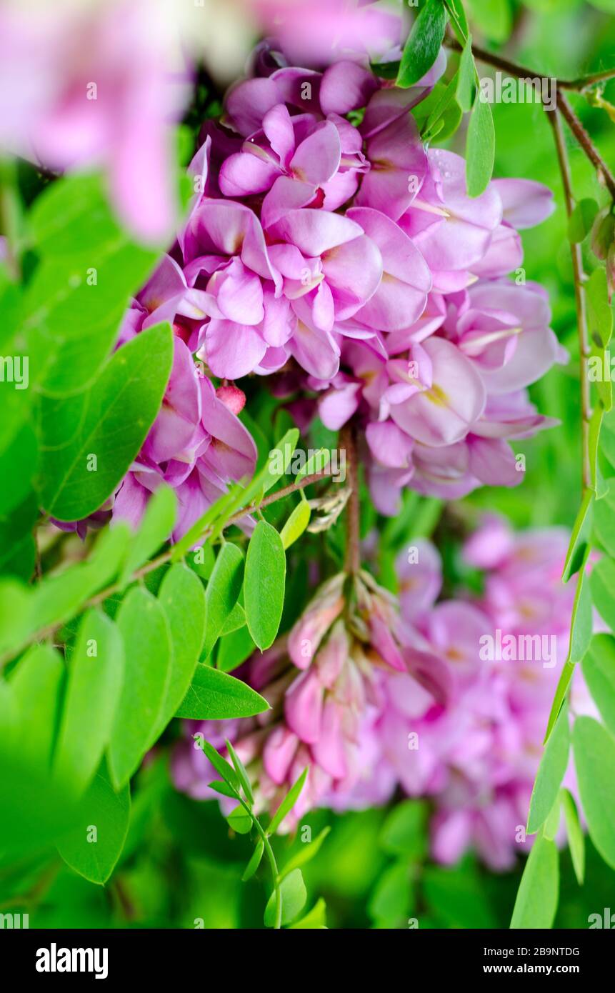 Beautiful Rose Acacia, Robinia pseudoacacia, Blooming in the Spring ...