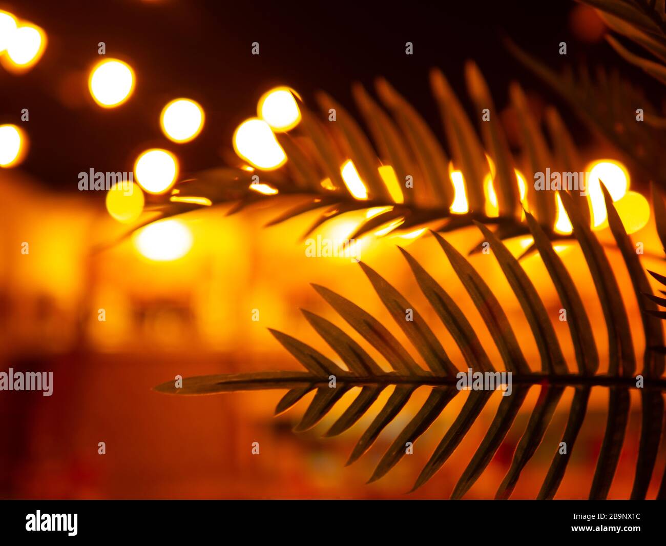 Fern palm leaf tree on an evening restaurant beach cafe with blur bokeh ...
