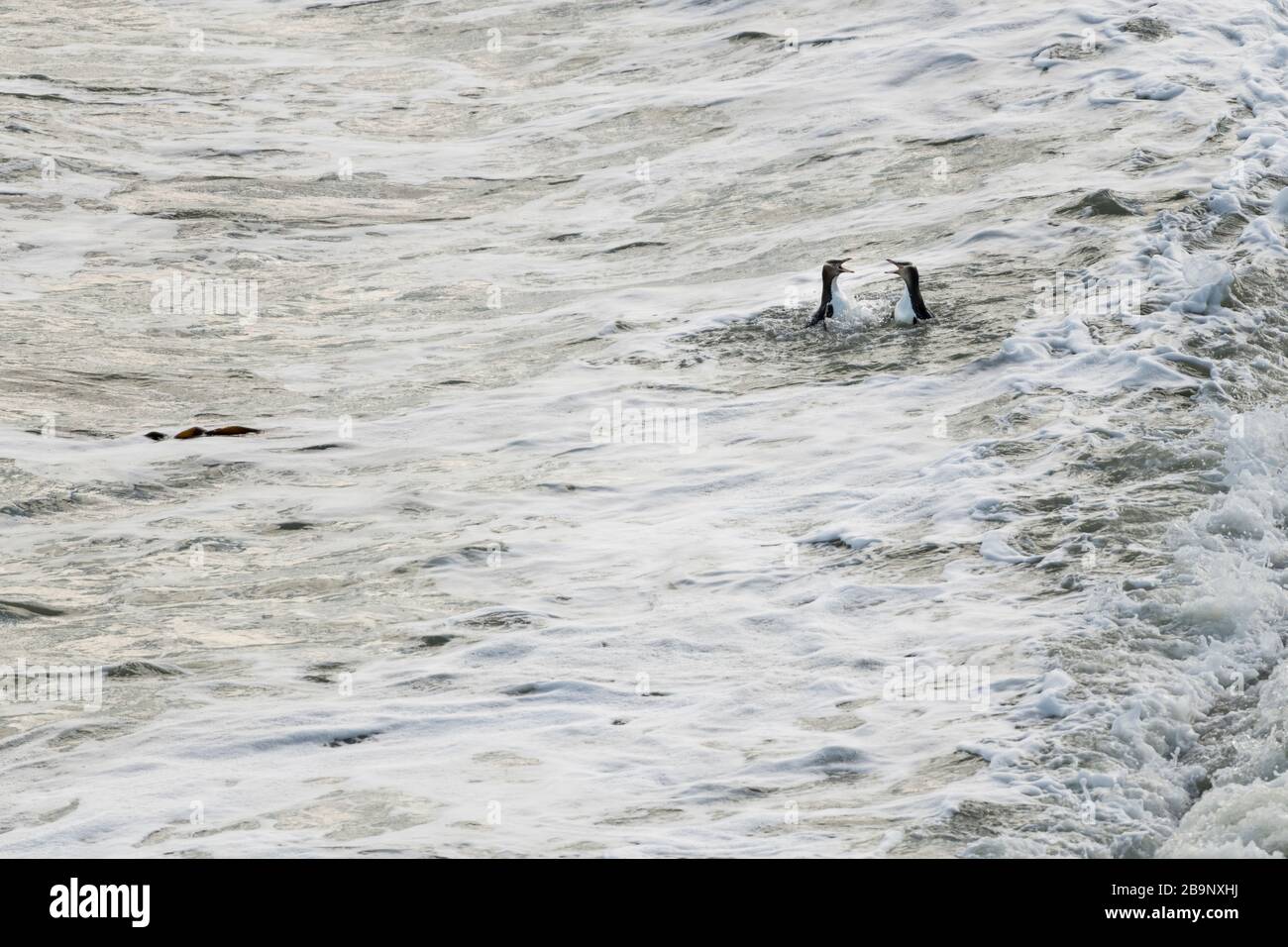 Yellow-eyed penguin couple in the water fluttering and squawking each ...