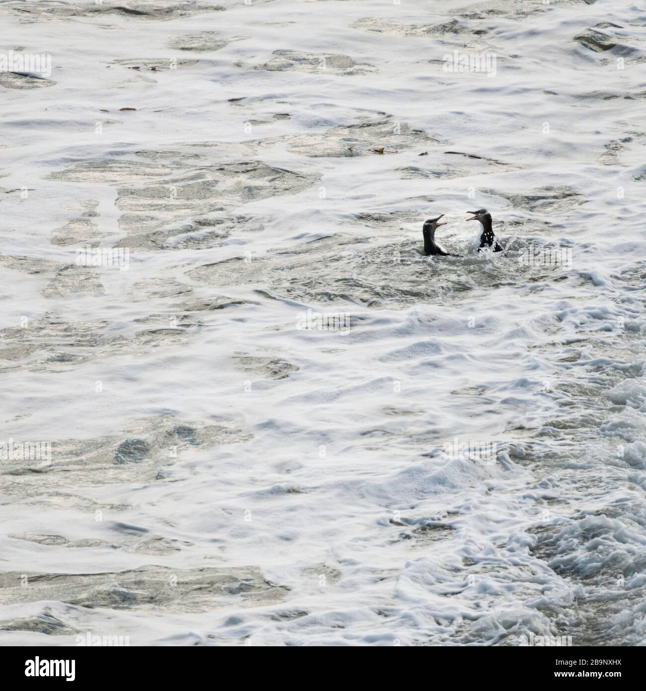 Bushy beach scenic reserve hi-res stock photography and images - Alamy