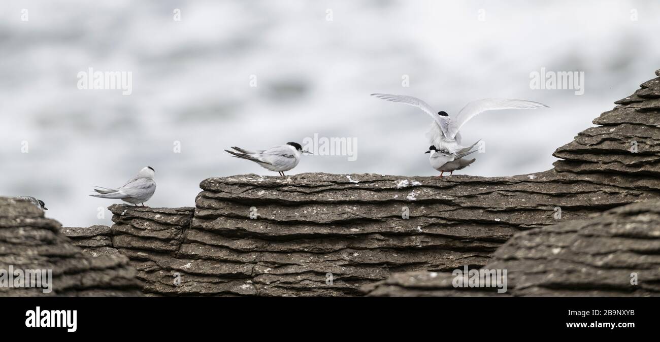 Active terns, two of them mating, of the white-fronted tern colony at ...