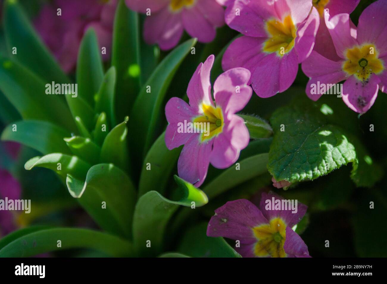 Pink primula vulgaris hi-res stock photography and images - Alamy